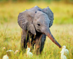 How Much Does a Baby Elephant Weigh The Surprising Truth You Didn’t ...