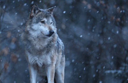 Wolf Weight Secrets Revealed Why Some Wolves Tip the Scales at Over 140 ...