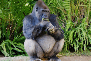 Silverback Gorilla Weight Shocks Scientists How Heavy Can They Really ...